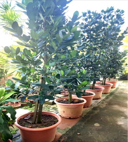 Plants For Sale – Evergreen Landscape & Construction Pte Ltd